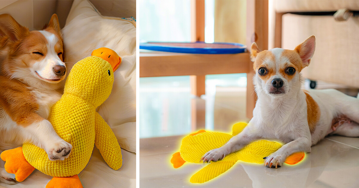 PawPal Calm Duck - Pawfect Way