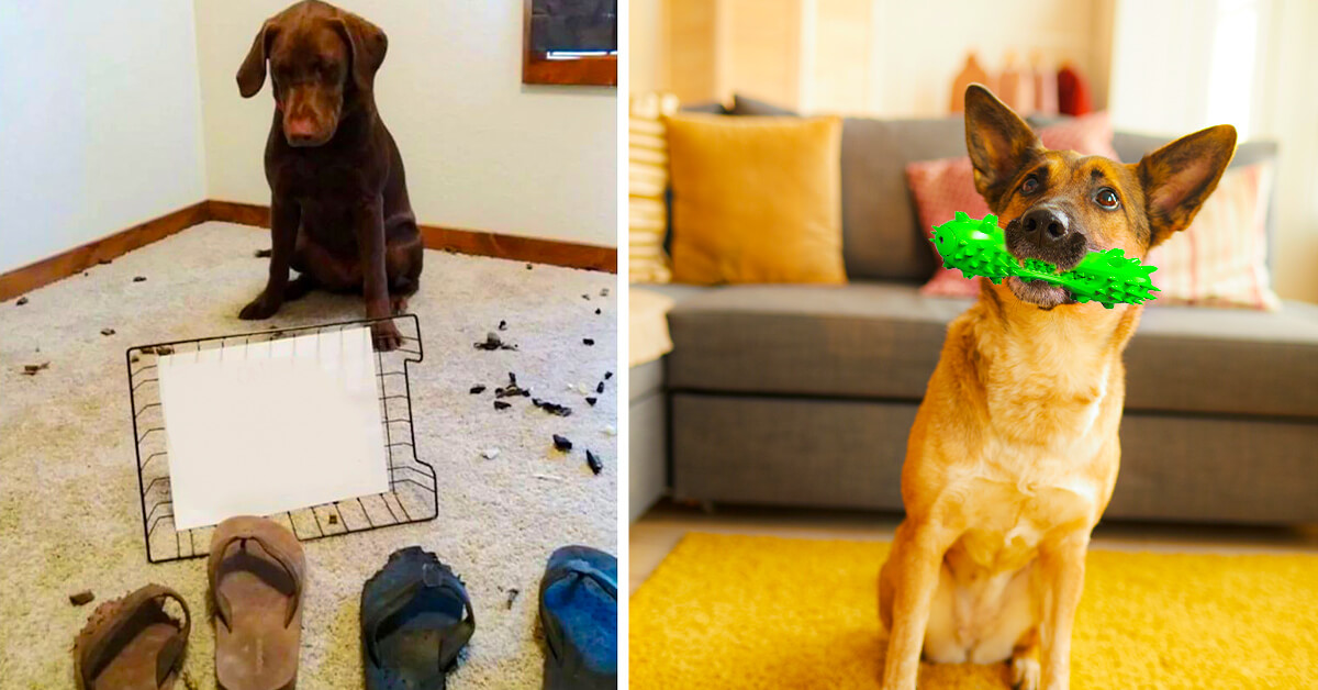 PowerChew - Pawfect Way